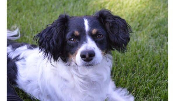 The Best 9 Small to Medium Dog Breeds for Older Adults
