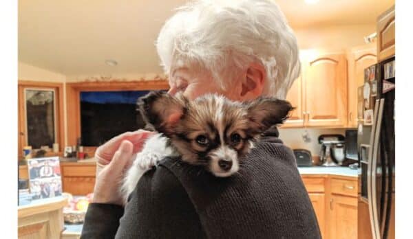 The Best 9 Small to Medium Dog Breeds for Older Adults